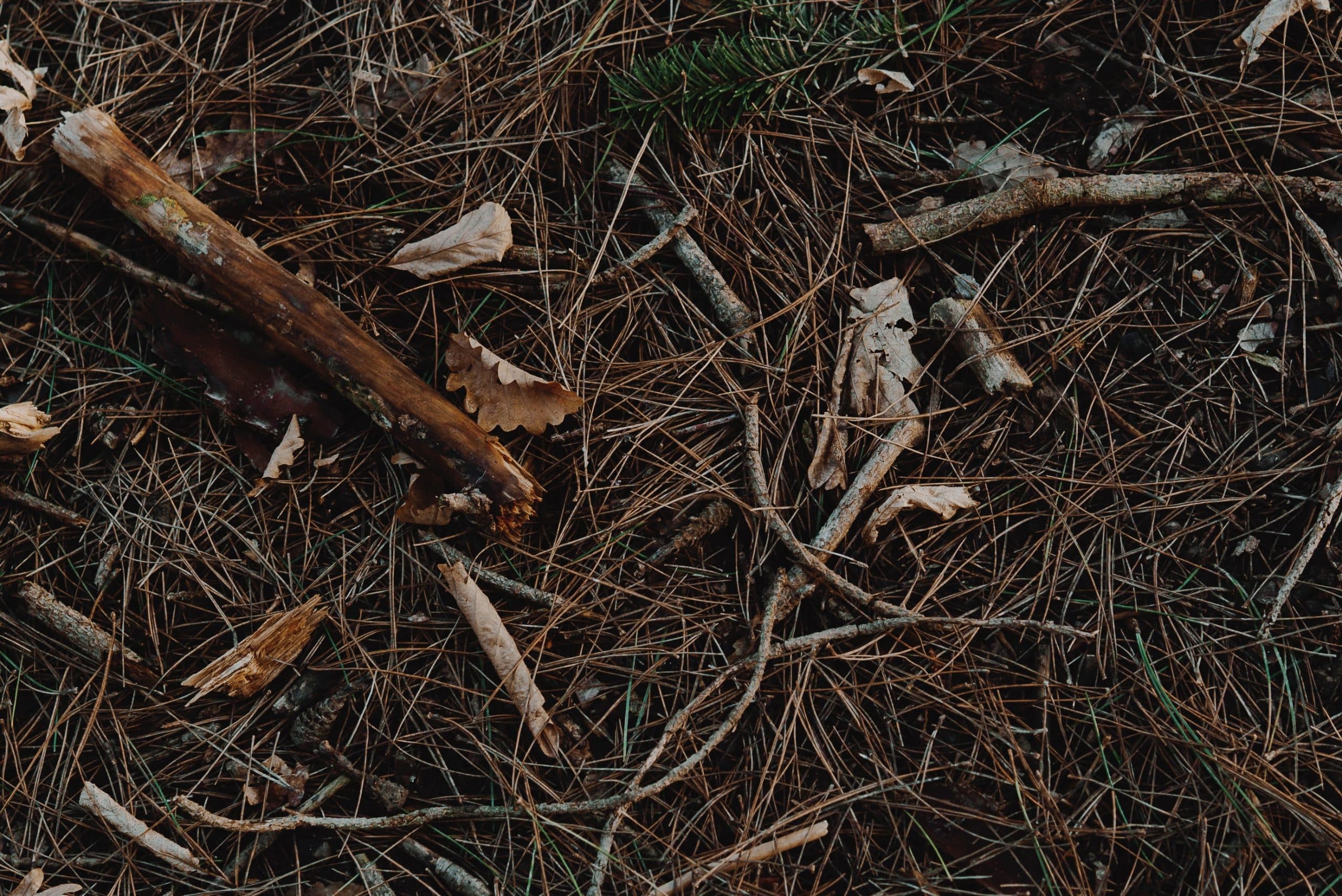 Why Was a Man Stoned for Gathering Sticks on the Sabbath?